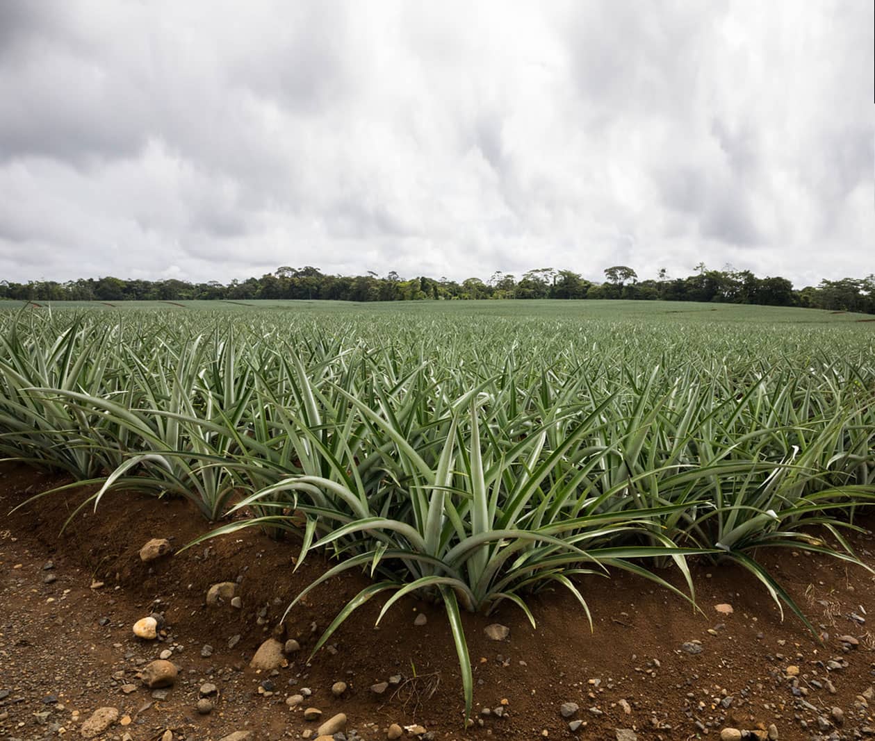 Education - Organization for Tropical Studies