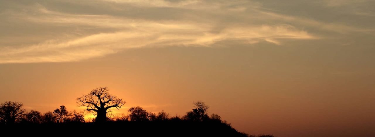 Welcome to Organization for Tropical Studies - Organization for ...