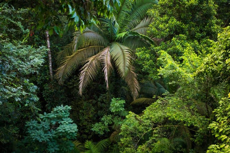 La Selva Research Station - Organization for Tropical Studies