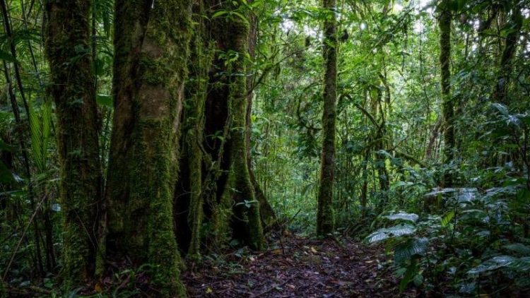 Carbono Project: How Tropical rain forest are affected by global ...