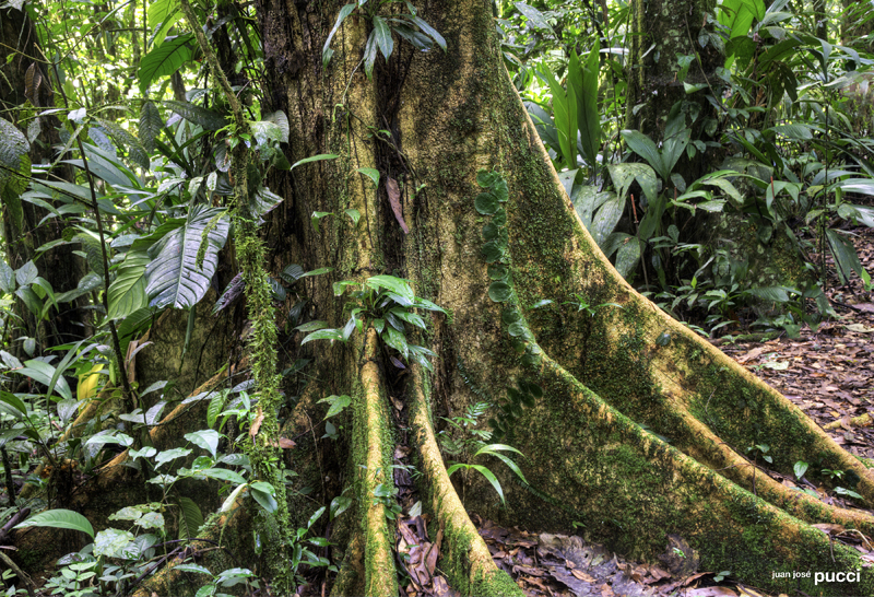Natural History Visitors - La Selva - Organization for Tropical Studies