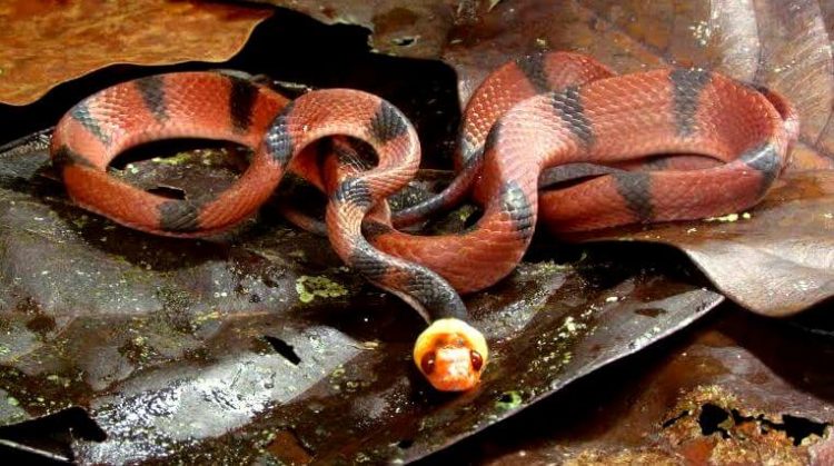 Serpientes de Costa Rica - Organization for Tropical Studies