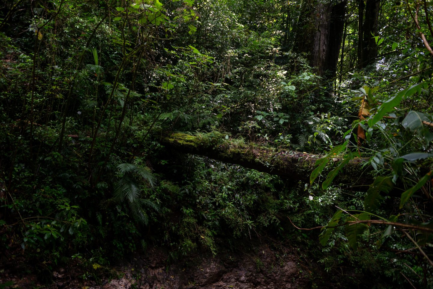 Tropical Biology Summer Program - Online Payment Plan - Organization ...