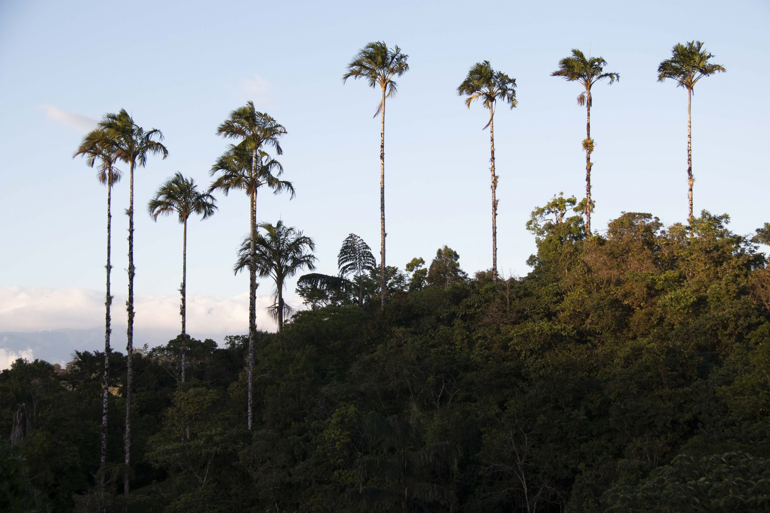 Applied Bioacoustics for Conservation in Theory and Practice ...